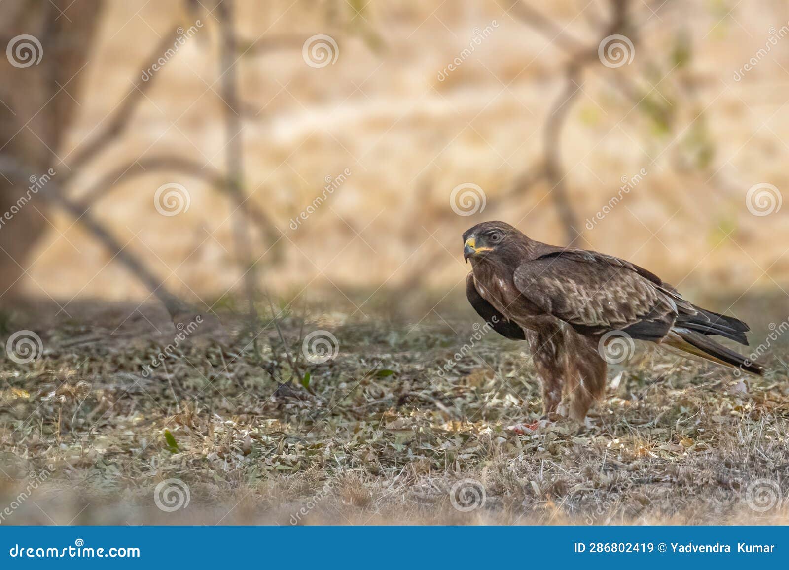 A Booted Eagle stock image. Image of hunting, closeup - 286802419