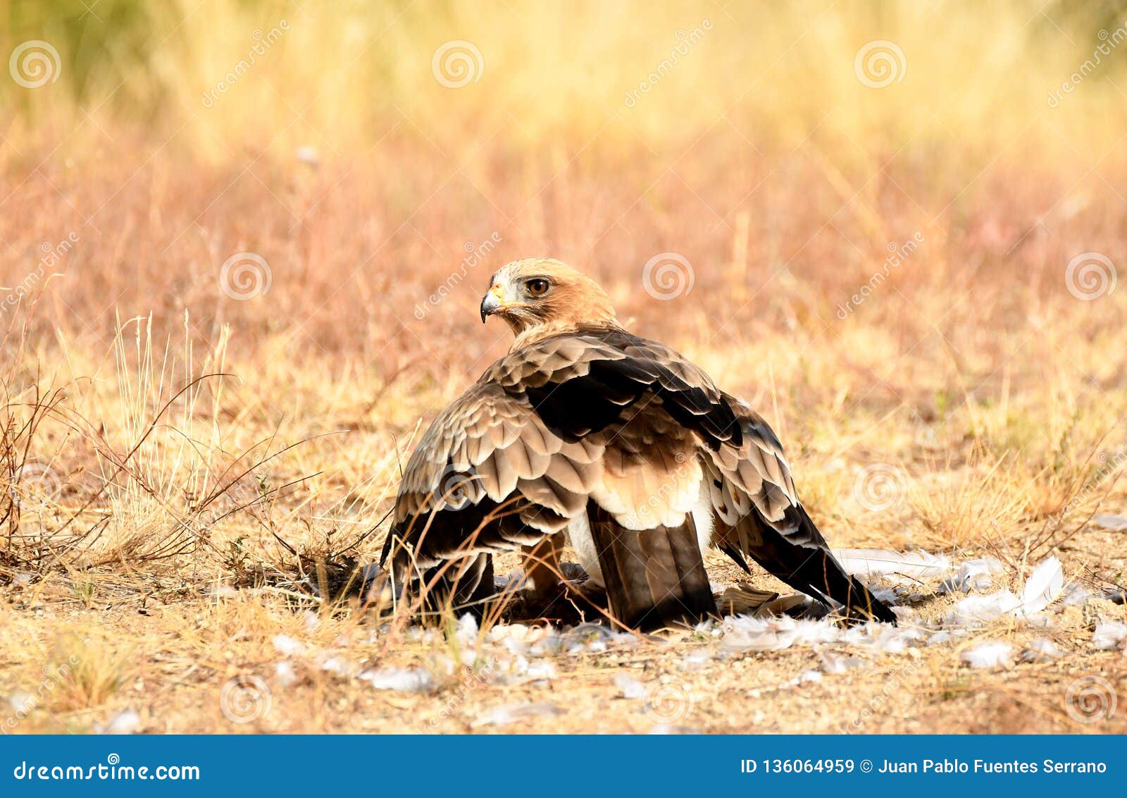 Booted Eagle Rests with the Prey Stock Image - Image of gredos, flizard ...