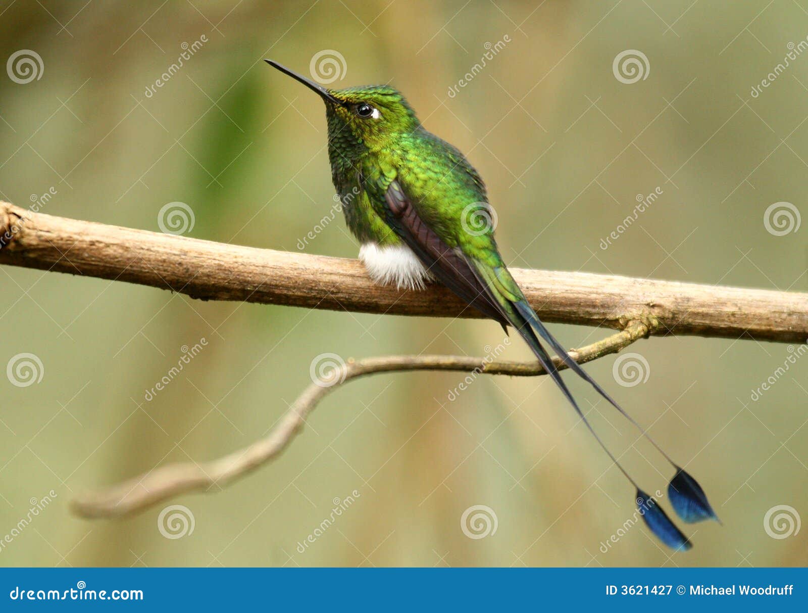 Booted Racket-Tail Hummingbird - Mindo Cloud Forest - Ecuador Stock ...