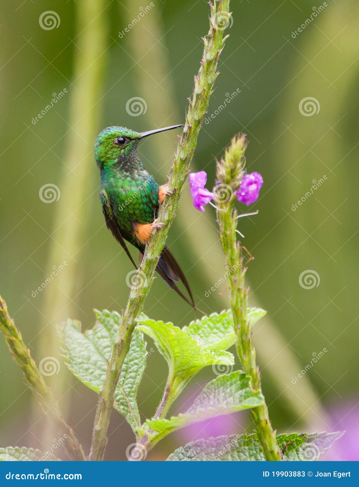 A Booted Racket-Tail Hummingbird Stock Image - Image of moist, color ...