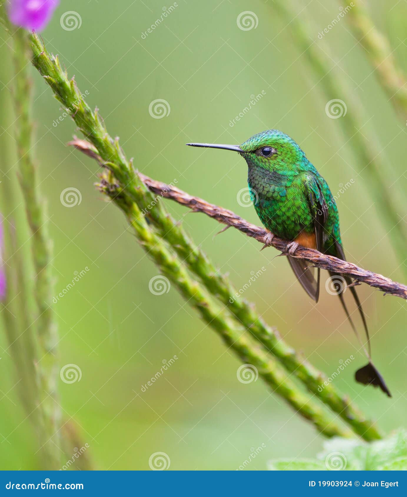 Booted Racket-Tail Hummingbird - Mindo Cloud Forest - Ecuador Stock ...
