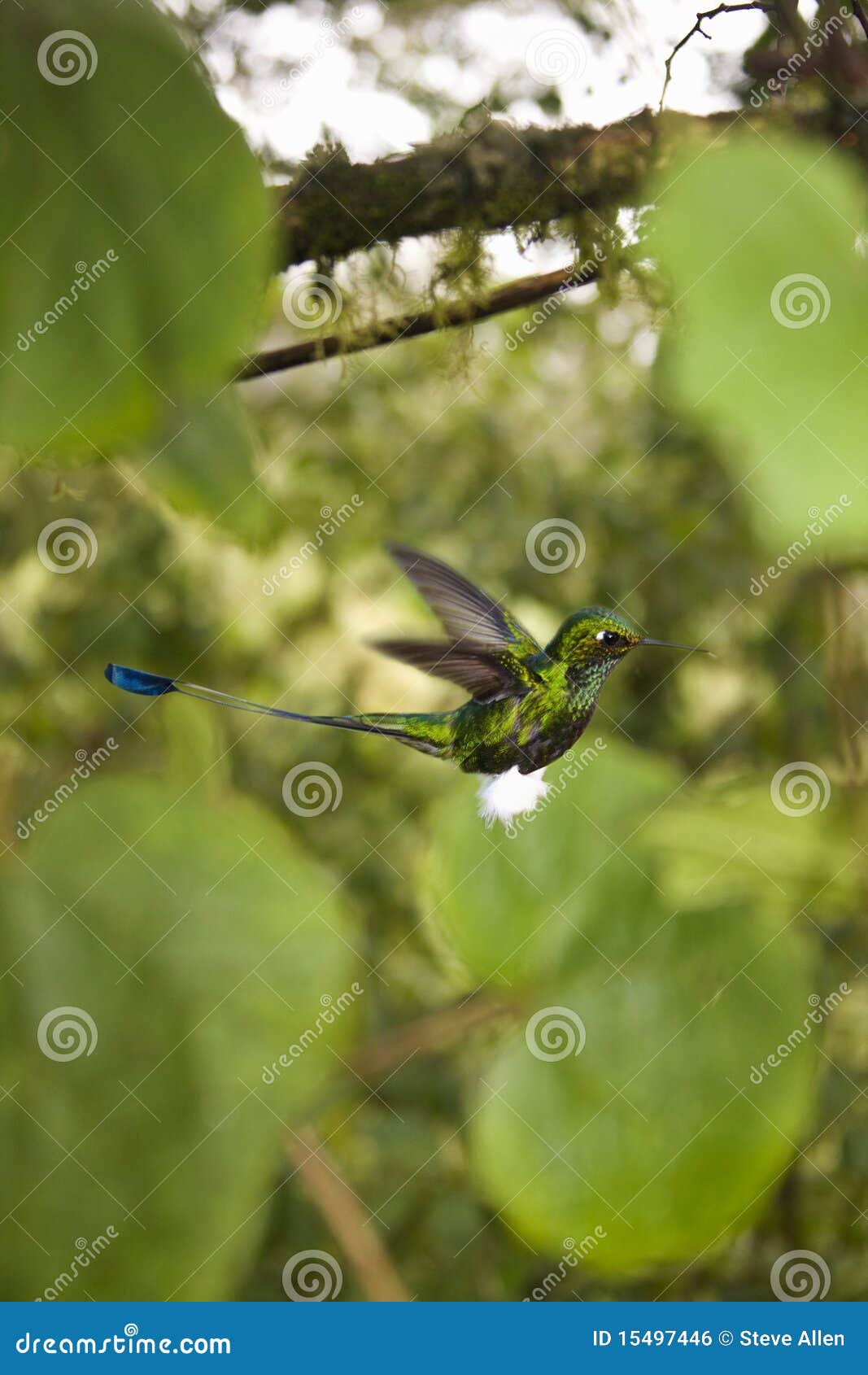 Booted Racket-Tail Hummingbird - Ecuador Stock Photo - Image of speed ...