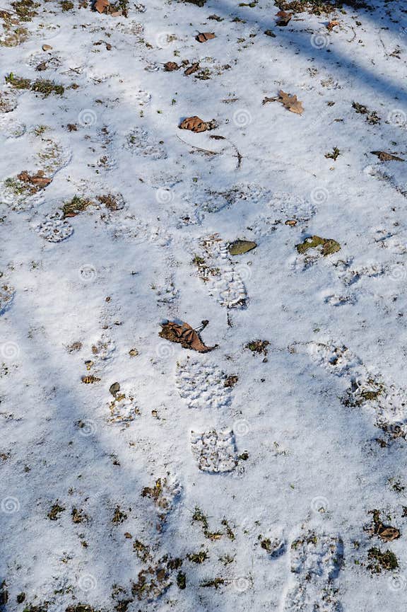 Boots Steps Marks on Thin Layer of Snow in Winter Stock Photo - Image ...