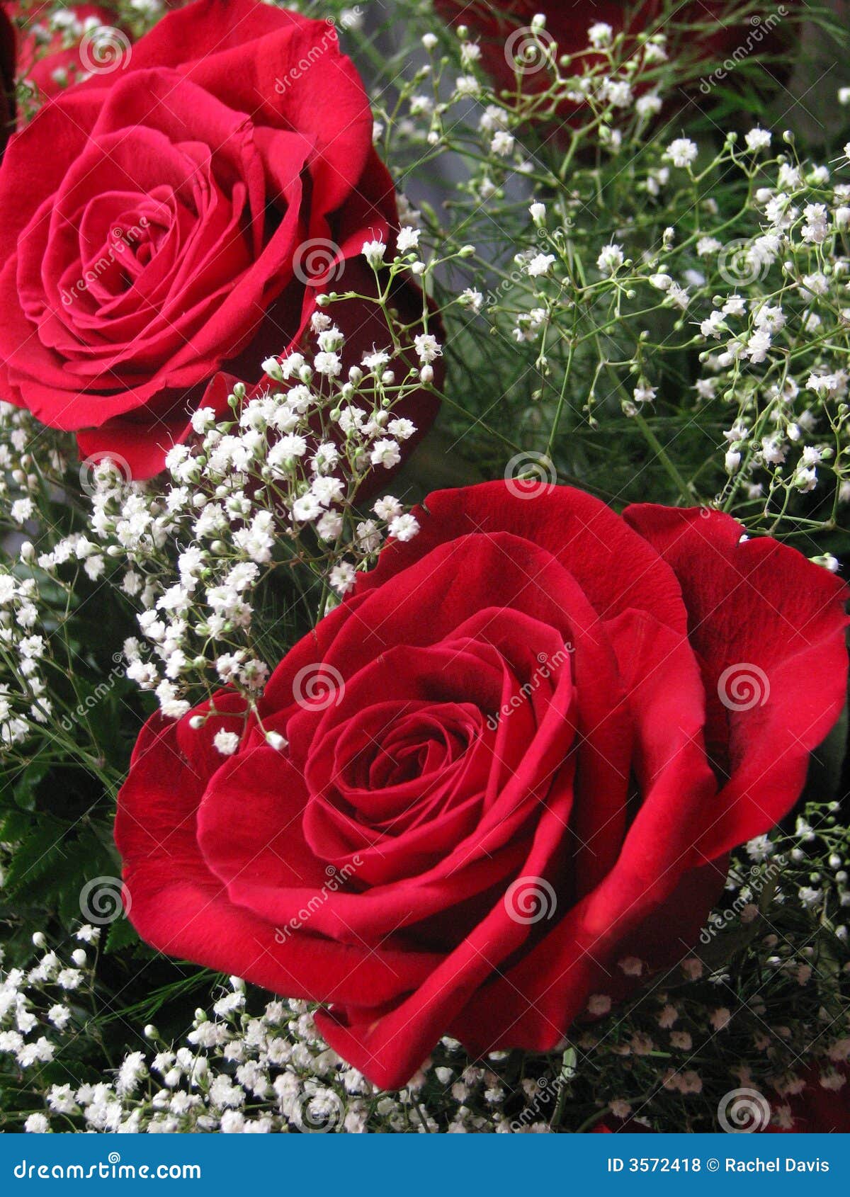 Boquet of Roses stock photo. Image of babys, valentines - 3572418