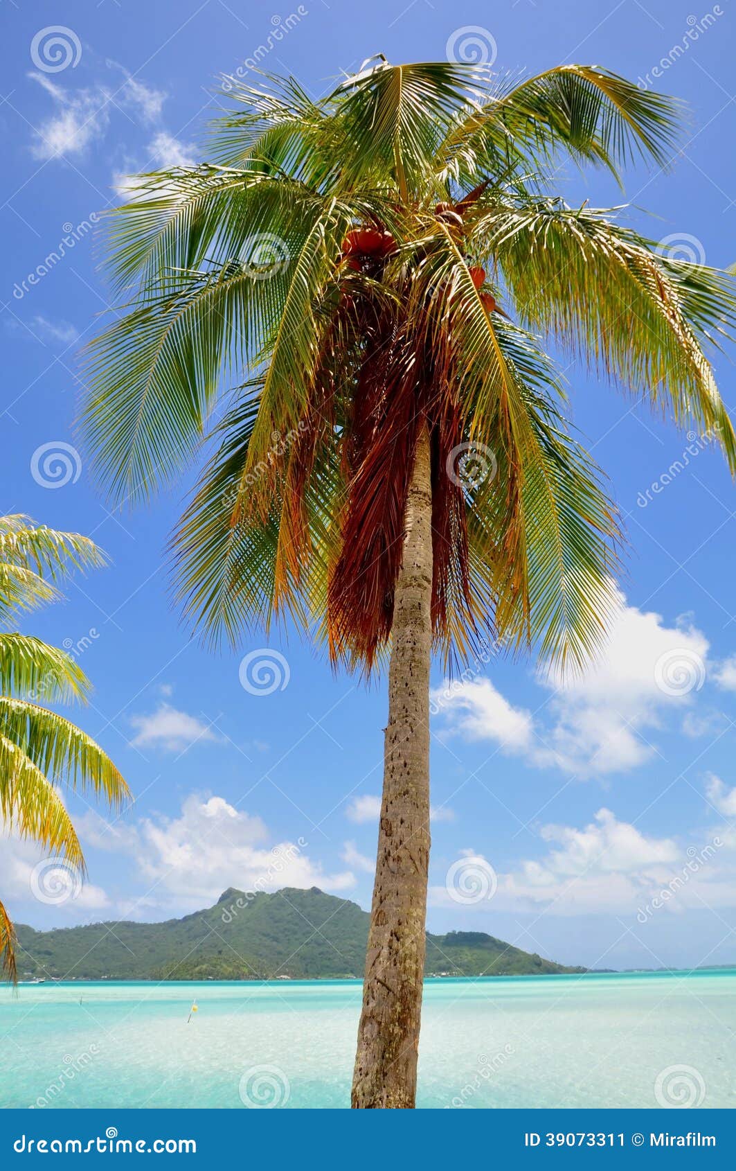 Bora Bora, French Polynesia Stock Image - Image of palm, outdoor: 39073311