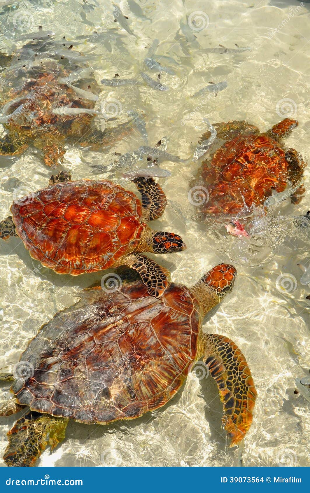 Bora Bora, French Polynesia Stock Photo - Image of moorea, tahaa: 39073564