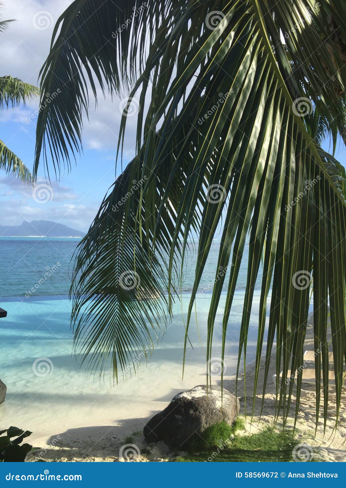 Bora Bora palm tree stock photo. Image of bora, blue - 58569672