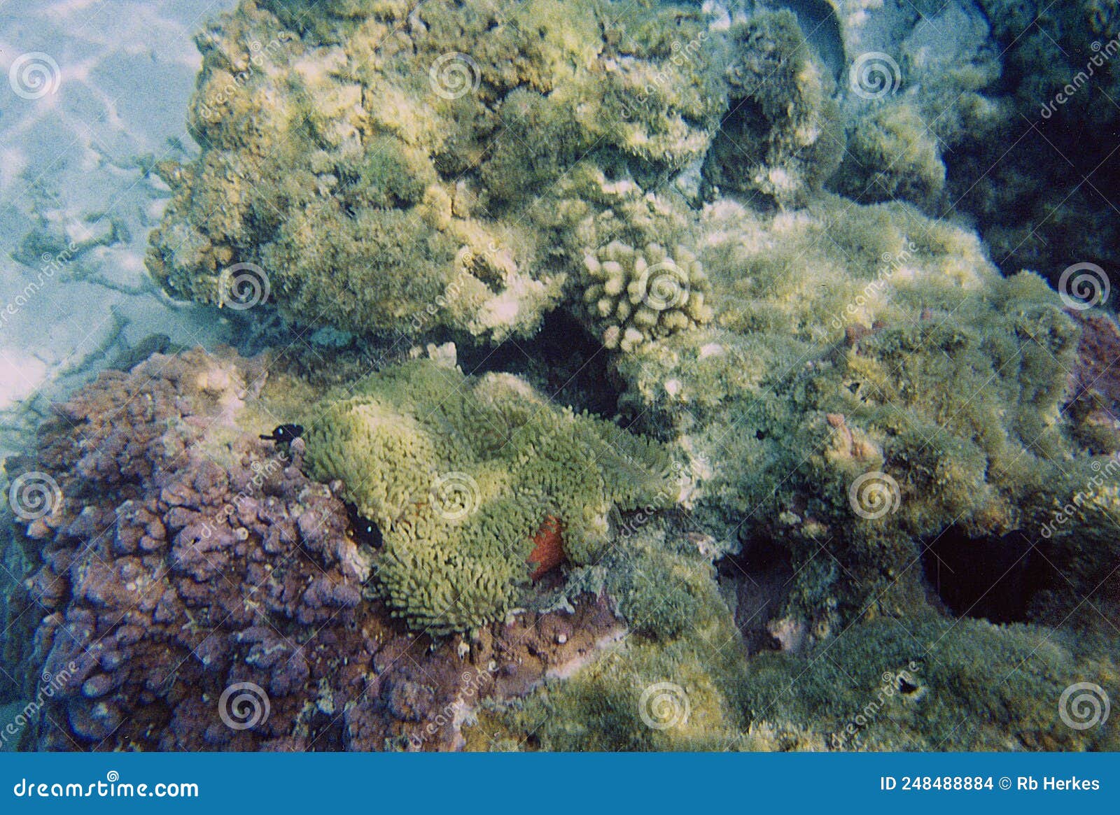 Bora Bora Lagoon Reef Scene from the Surface Stock Photo - Image of ...