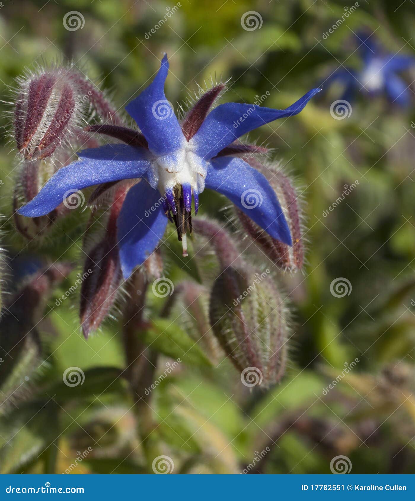 Borage stock image. Image of borage, flower, garnish - 17782551