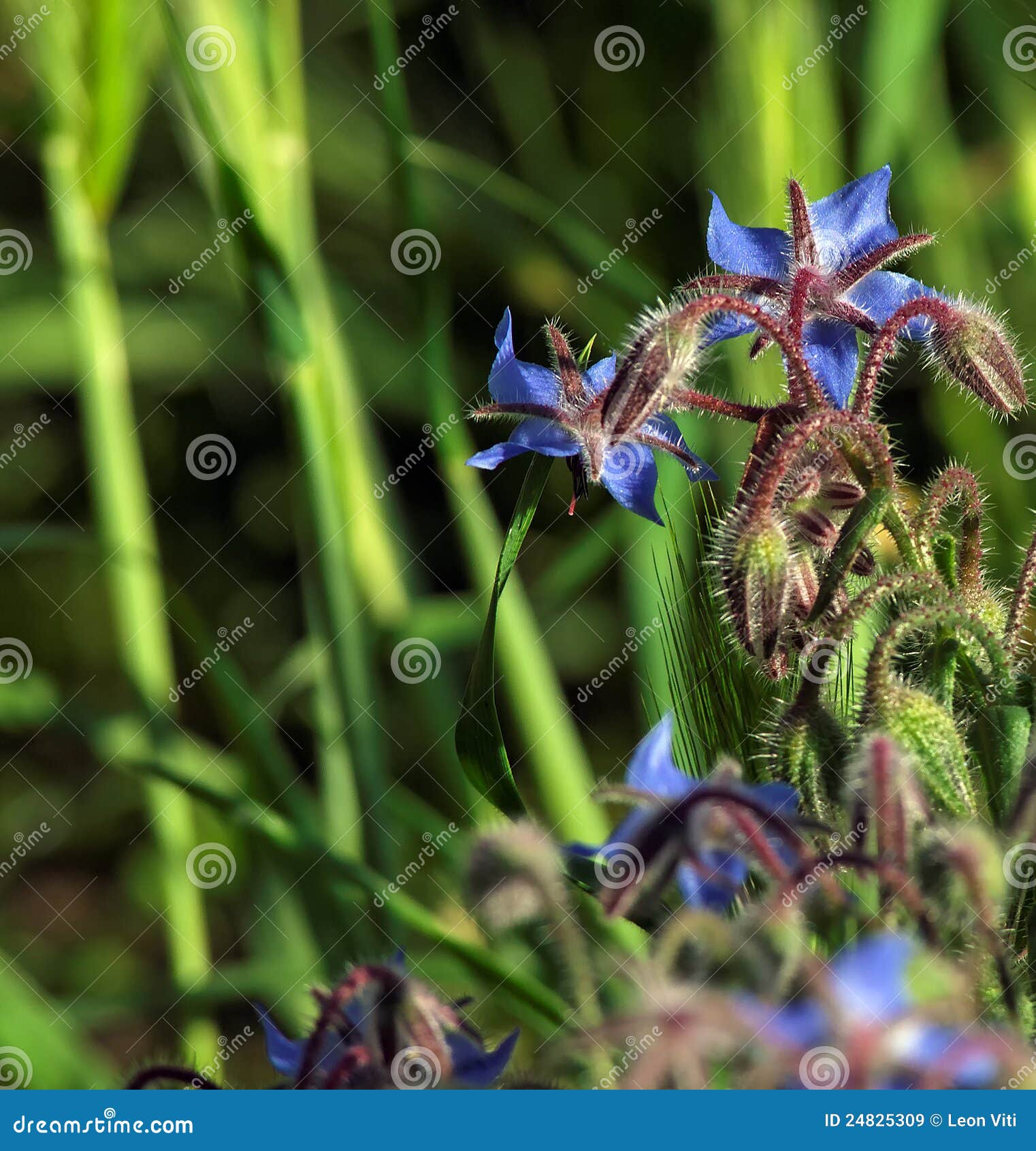 Borage stock image. Image of leaves, evening, flora, herbal - 24825309