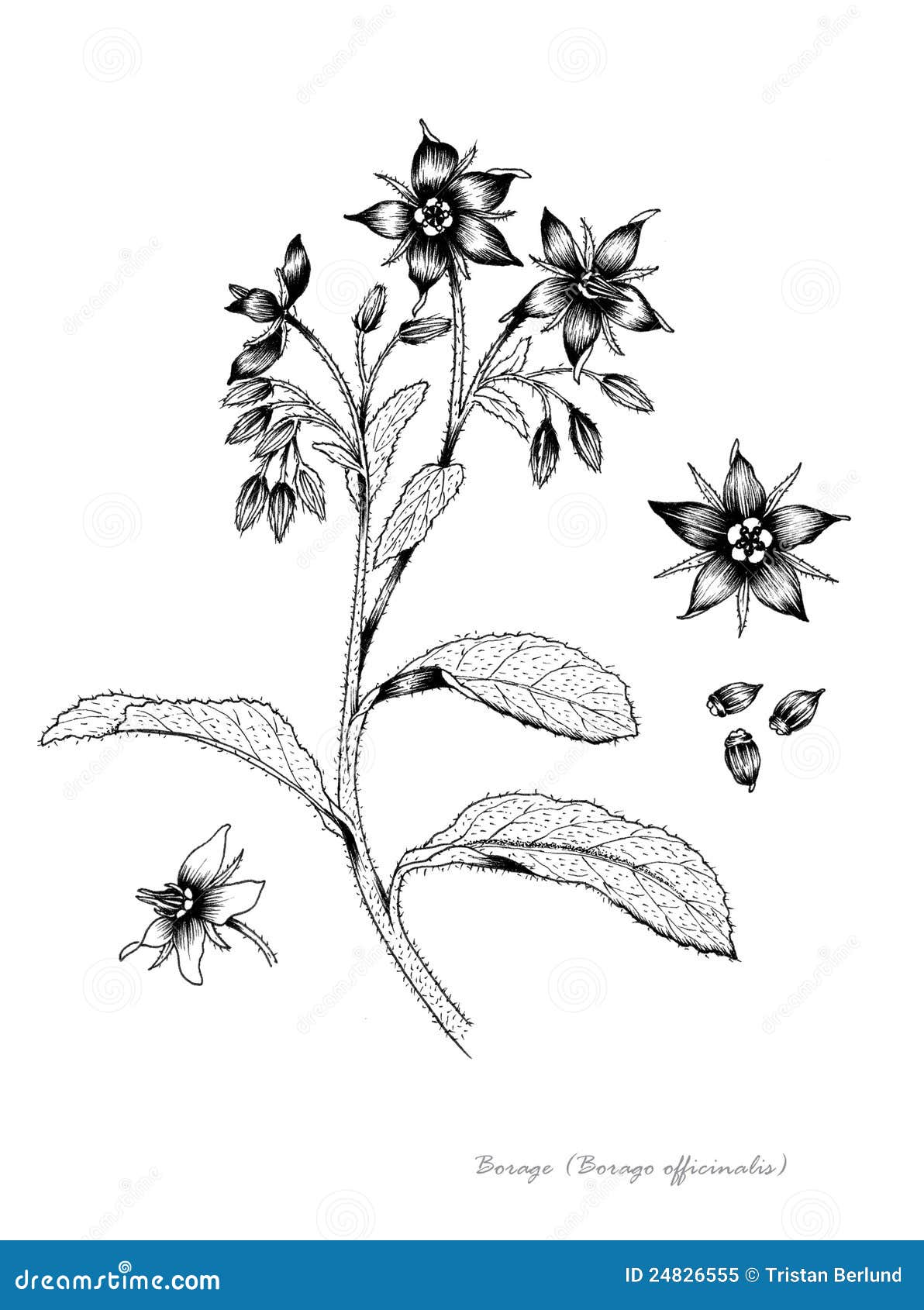 Borage Flower Isolated On White Background Stock Image | CartoonDealer ...