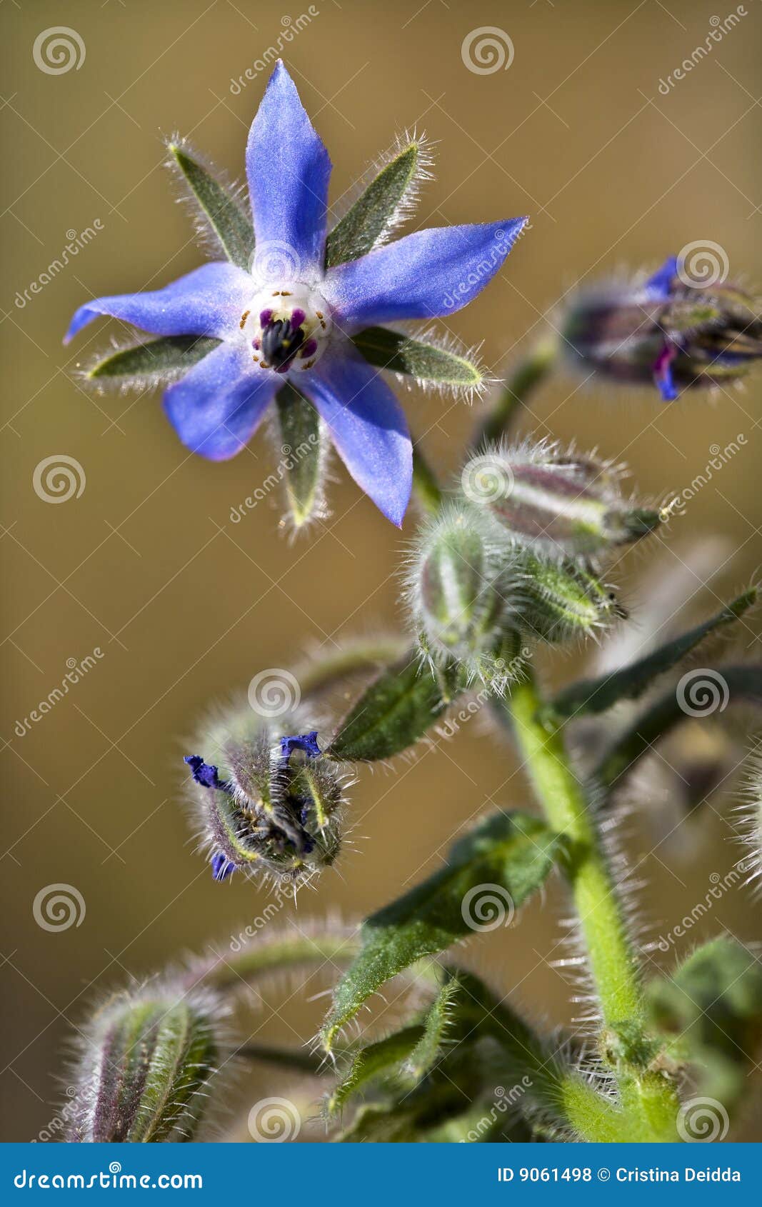 Borage stock photo. Image of spring, shaped, healthy, sprouts - 9061498