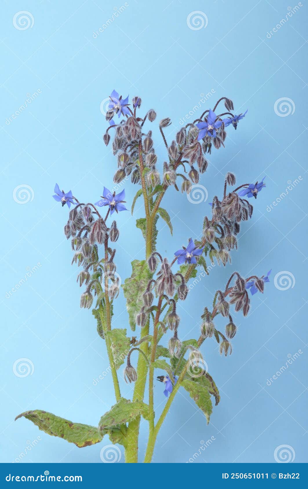 Borage on a Blue Background Stock Image - Image of blossom, medicinal ...
