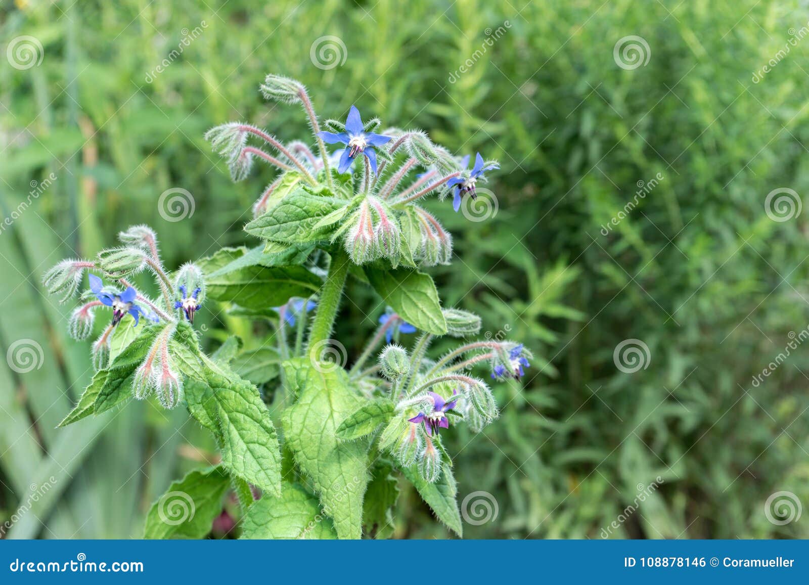 Borage Blue Flowers Stock Photo | CartoonDealer.com #144607470