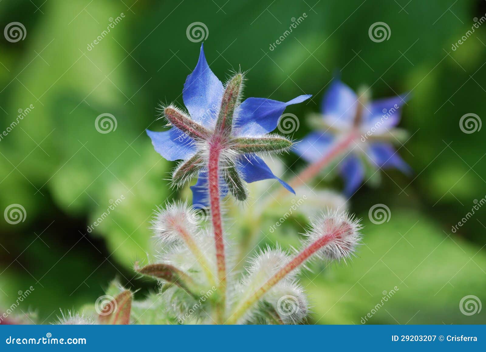 Borage blue star flower stock image. Image of green, outdoor - 29203207
