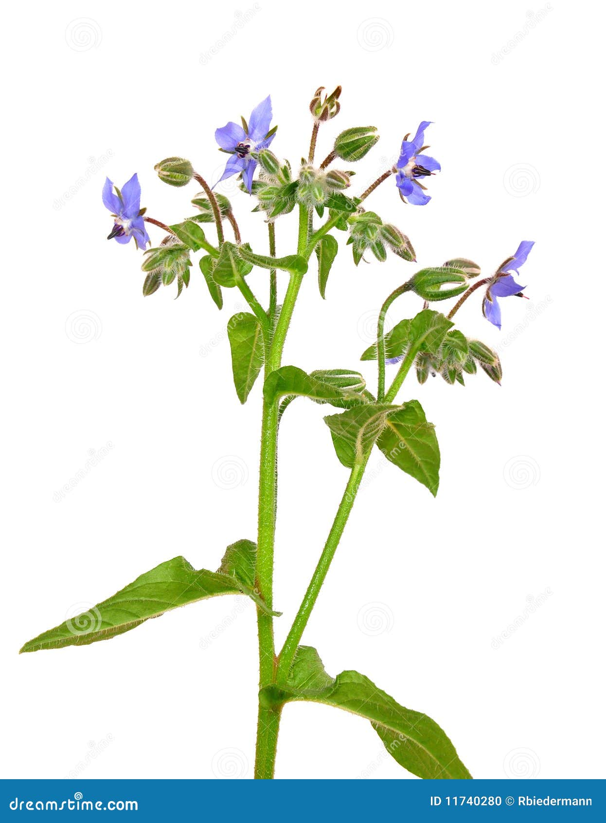 Borage Or Borago Officinalis, Also Known As A Starflower Royalty-Free ...