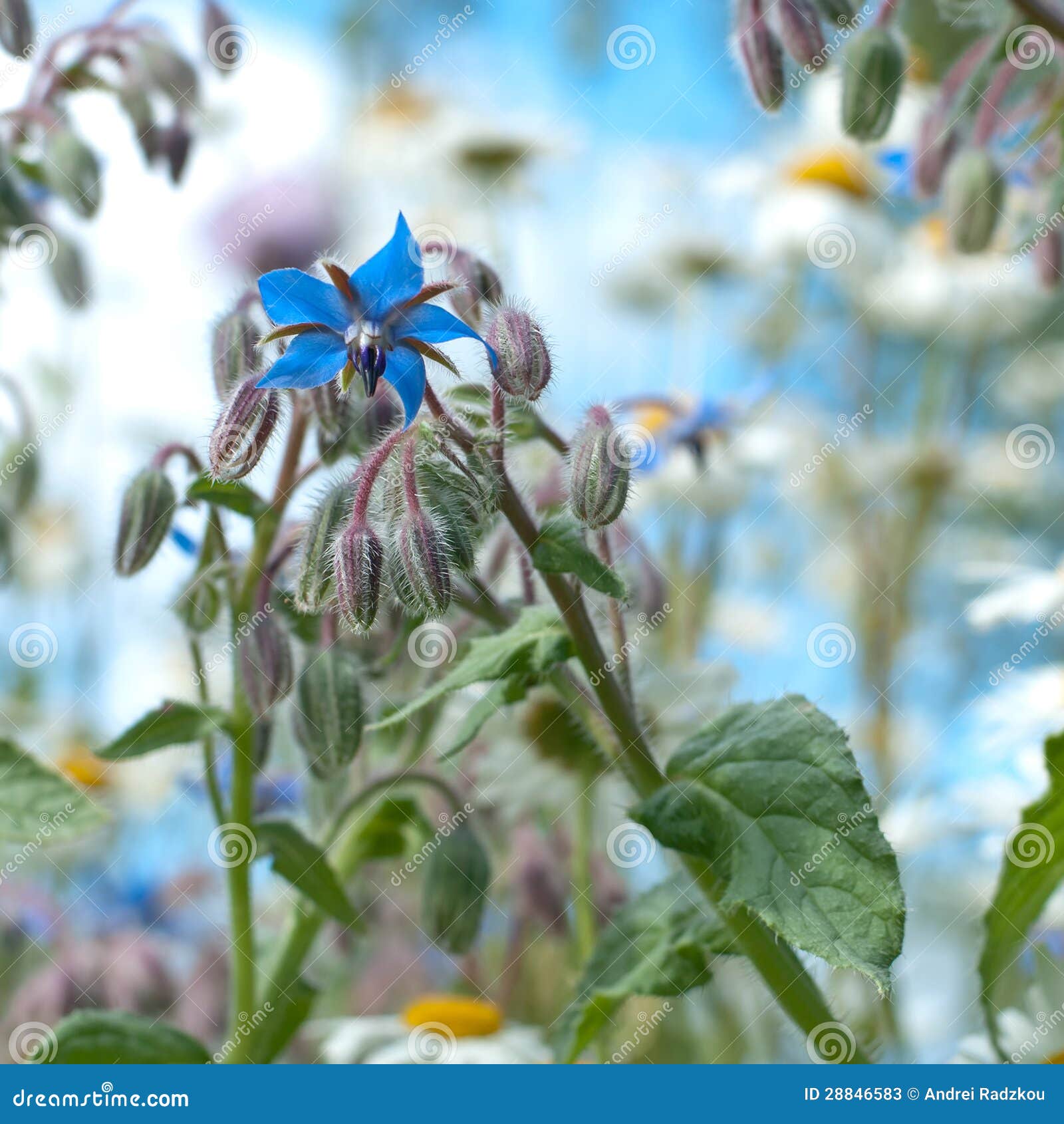 Borage, (Borago Officinalis), Also Known As a Starflower Stock Image ...