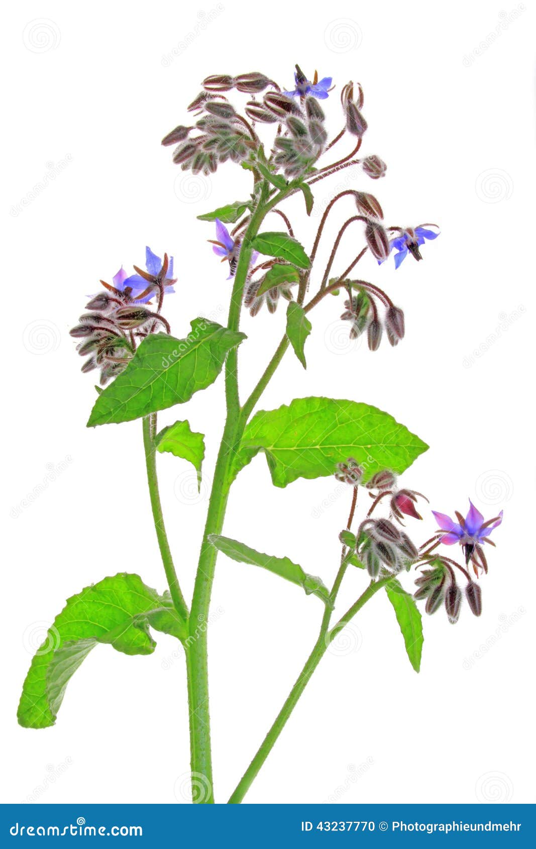 Borage (Borago Officinalis) Stock Photo - Image of officinal, bloom ...