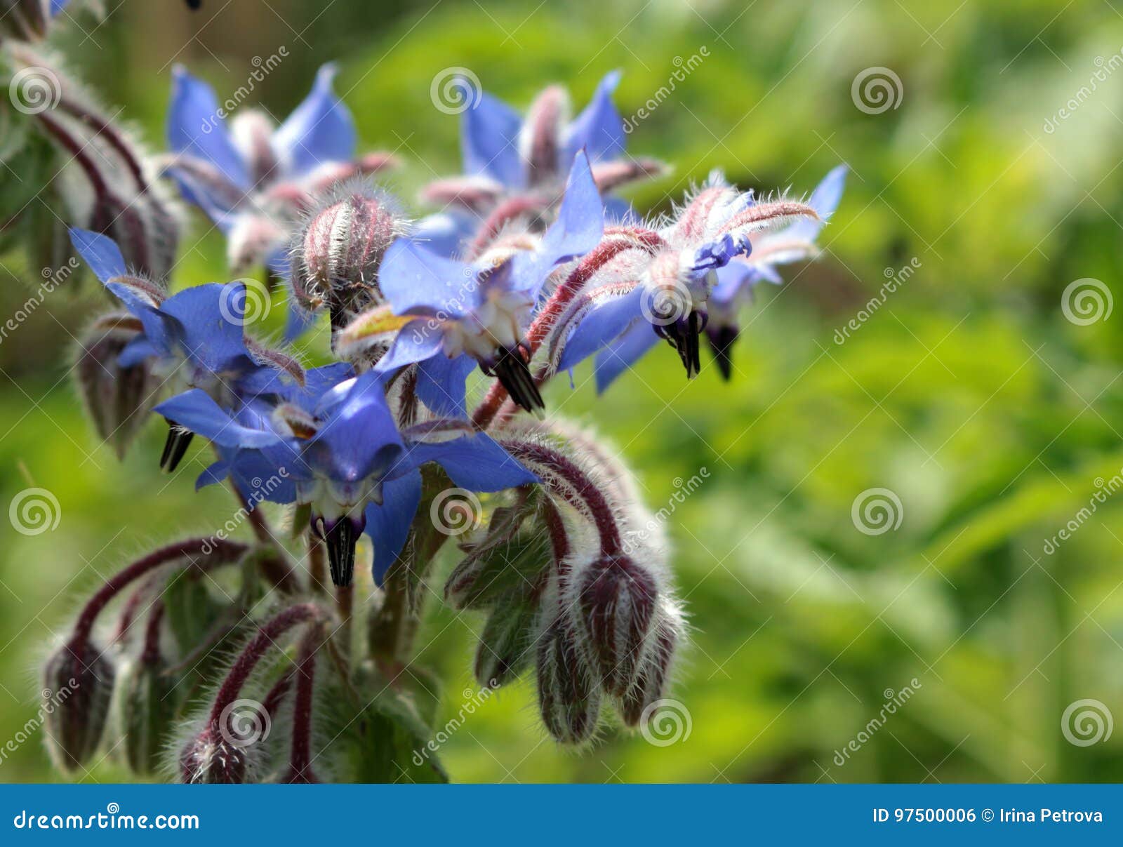 Borage borago officinalis stock photo. Image of flora - 97500006