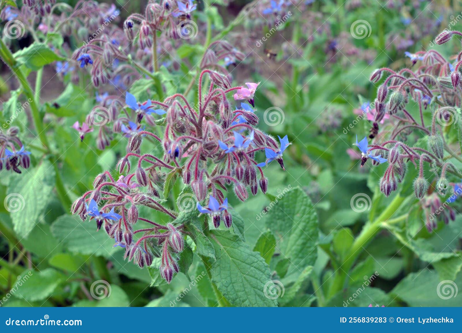 Borage Borago Officinalis Grows in Nature Stock Image - Image of honey ...