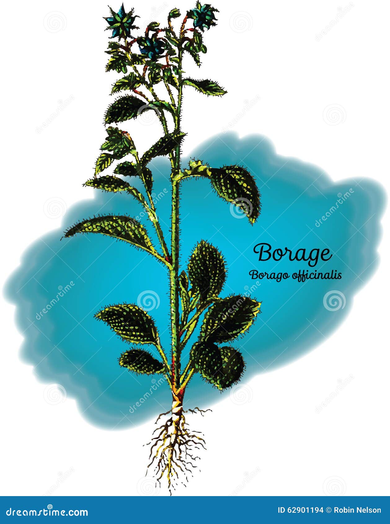 Borage stock vector. Illustration of plants, borago, 18th - 62901194