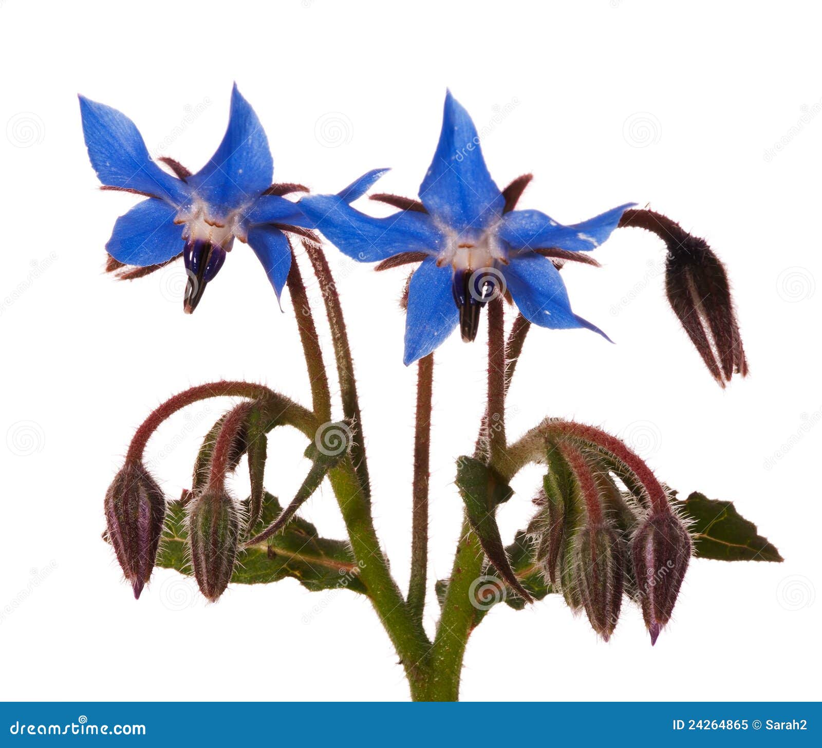 Borage, Borago Officinalis - White Background Stock Image - Image of ...