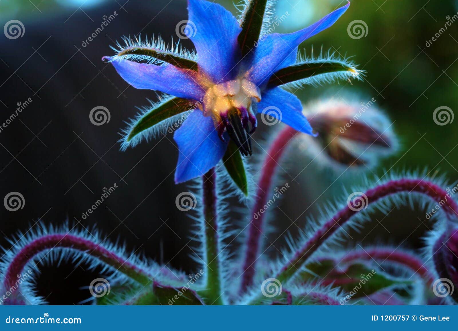 Borage Flower stock image. Image of ornamental, yellow - 1200757