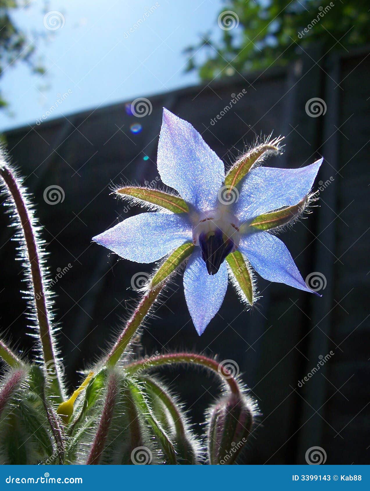 Borage Flower stock image. Image of borage, summer, herb - 3399143