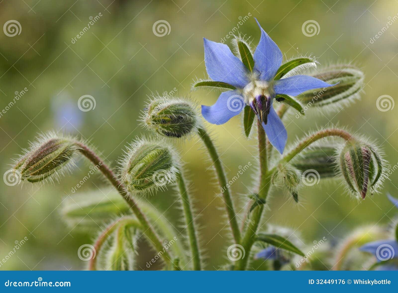Borage flower stock photo. Image of rural, wildlife, british - 32449176