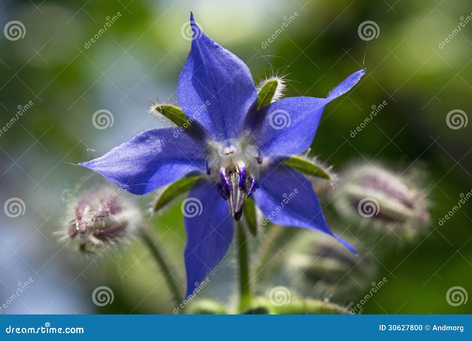 Borage flower macro stock photo. Image of buds, delicate - 30627800