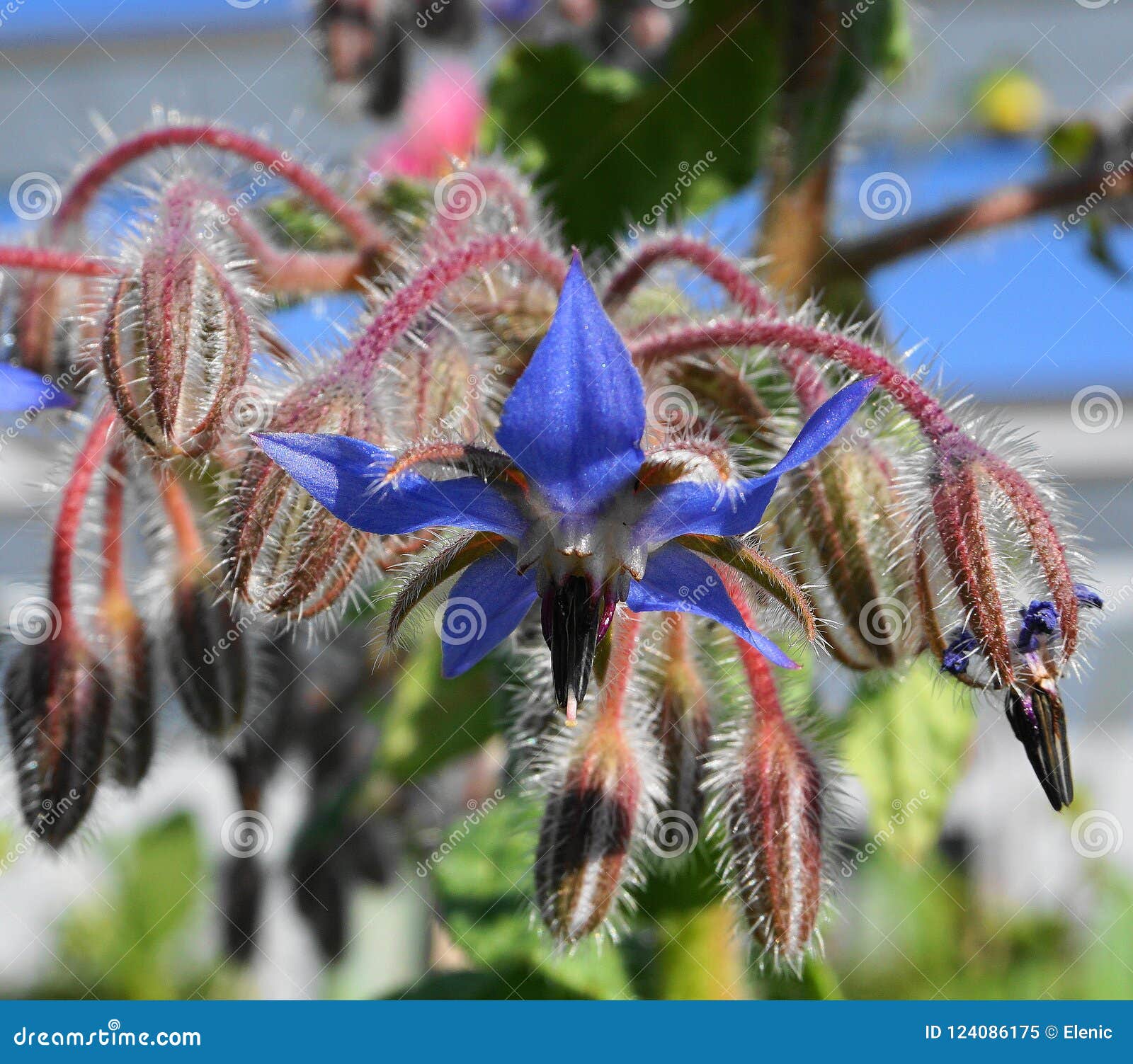 Beautiful Blue Borage Flowers. Stock Image - Image of macro, nature ...