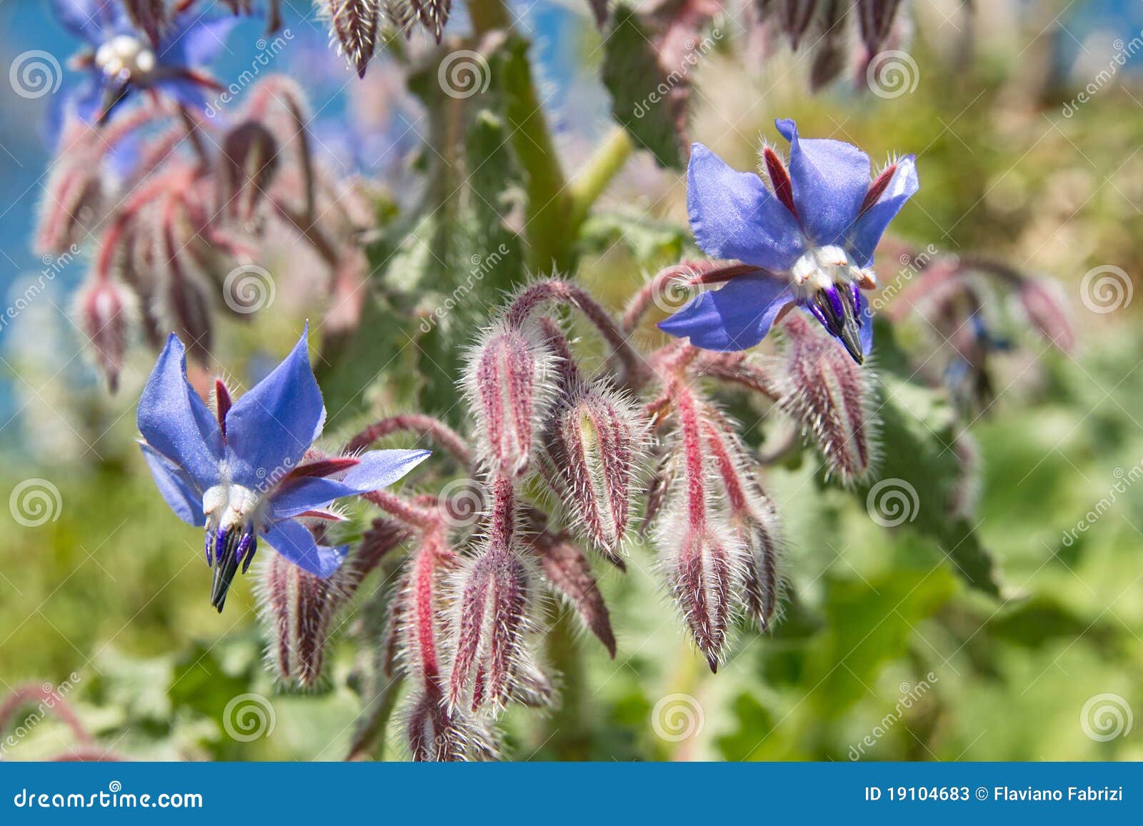 Borage, flowers and buds stock image. Image of plant - 19104683