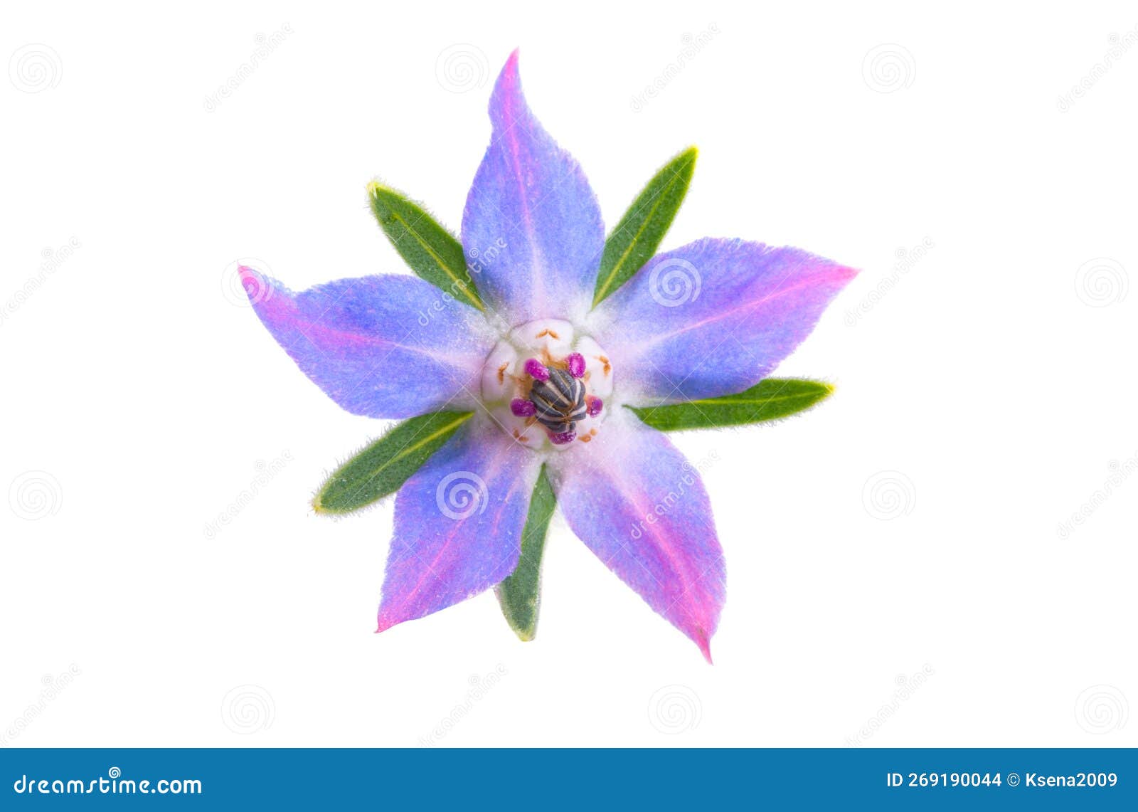 Borage herb isolated stock photo. Image of blooming - 269190044