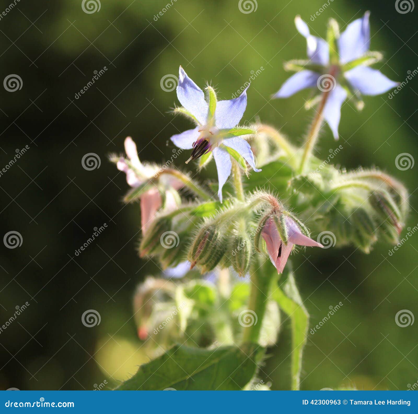 Borage Herb Macro stock image. Image of borage, cucumber - 42300963
