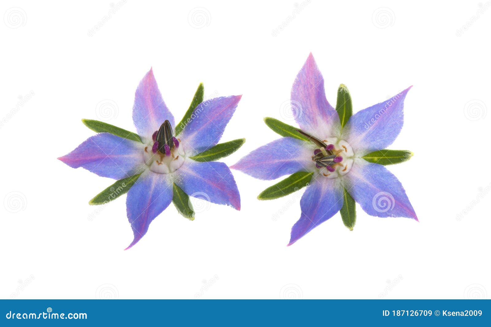 Borage Isolated on White Background Stock Image - Image of officinalis ...