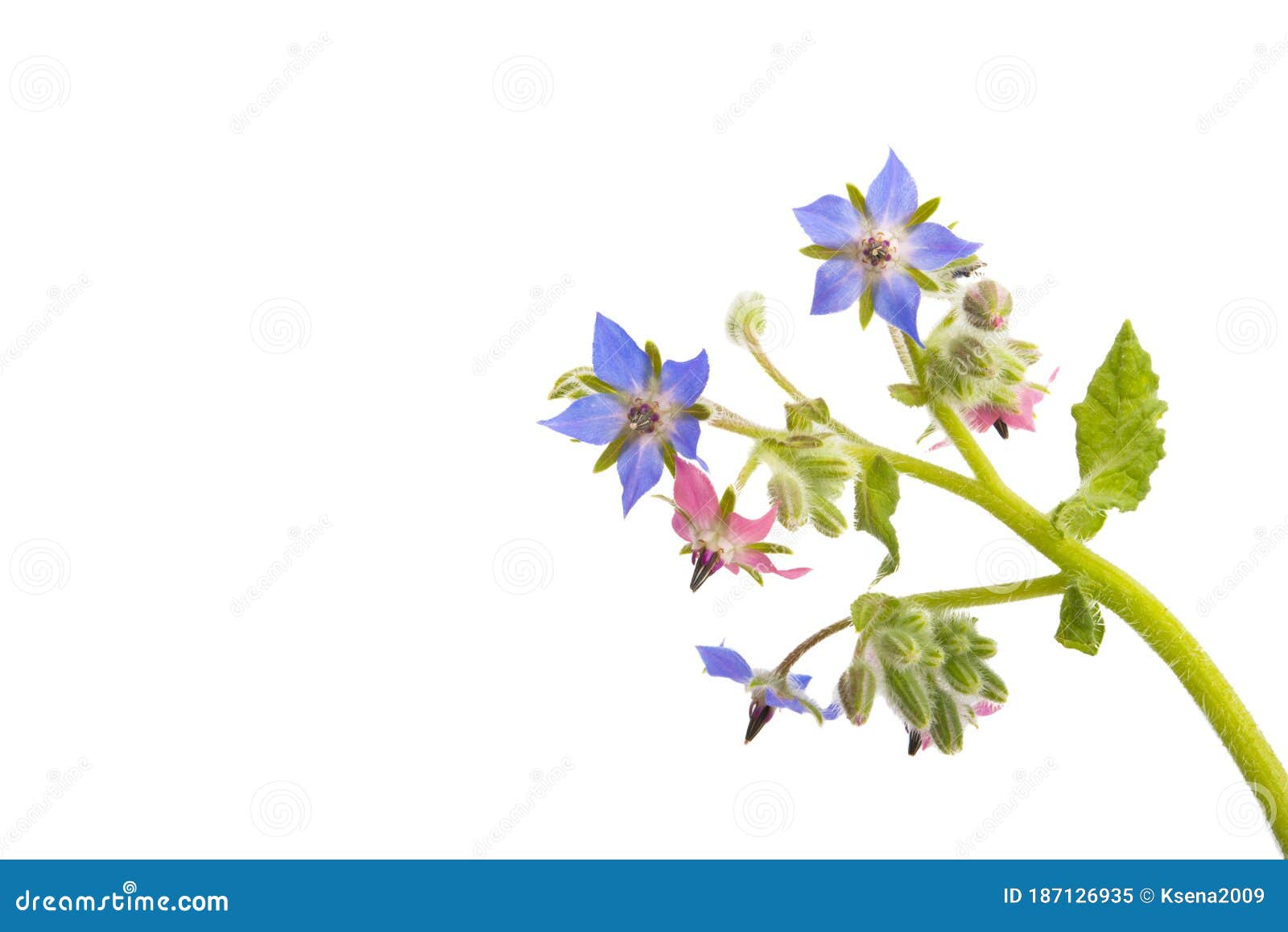 Borage Isolated on White Background Stock Image - Image of white, star ...
