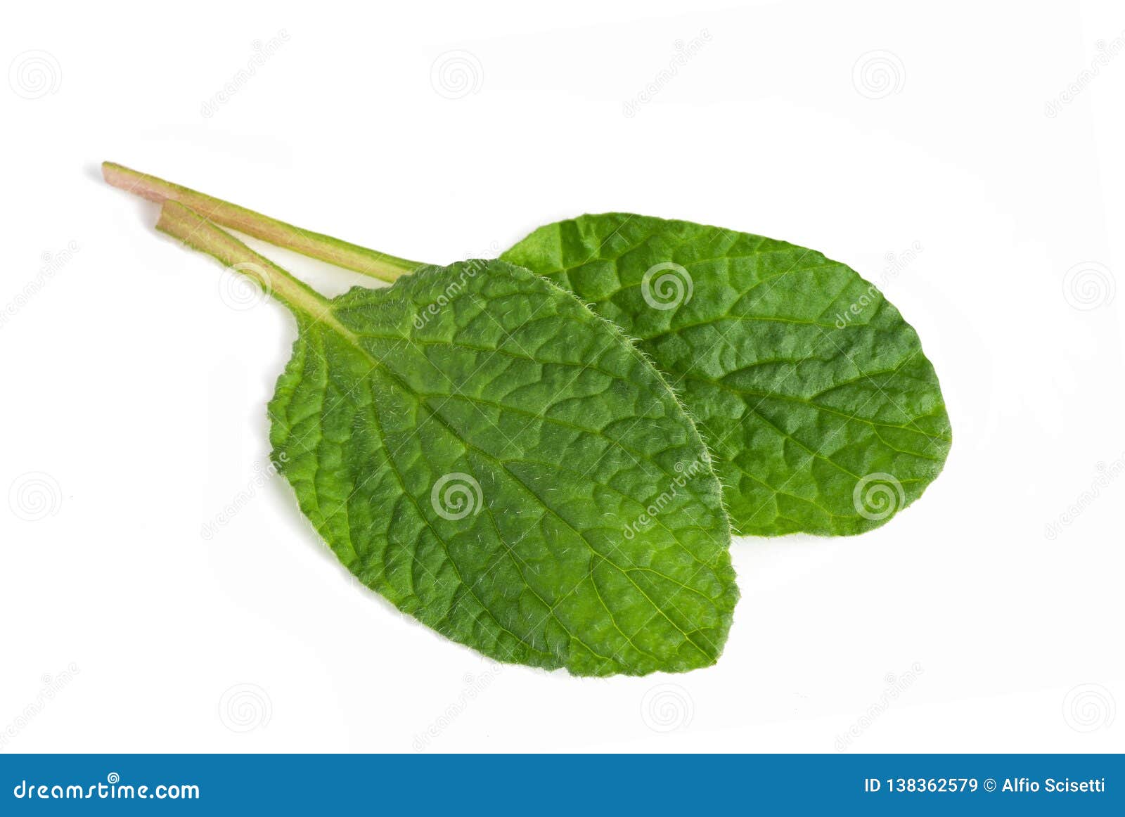 Borage leaves stock image. Image of borage, starflower - 138362579