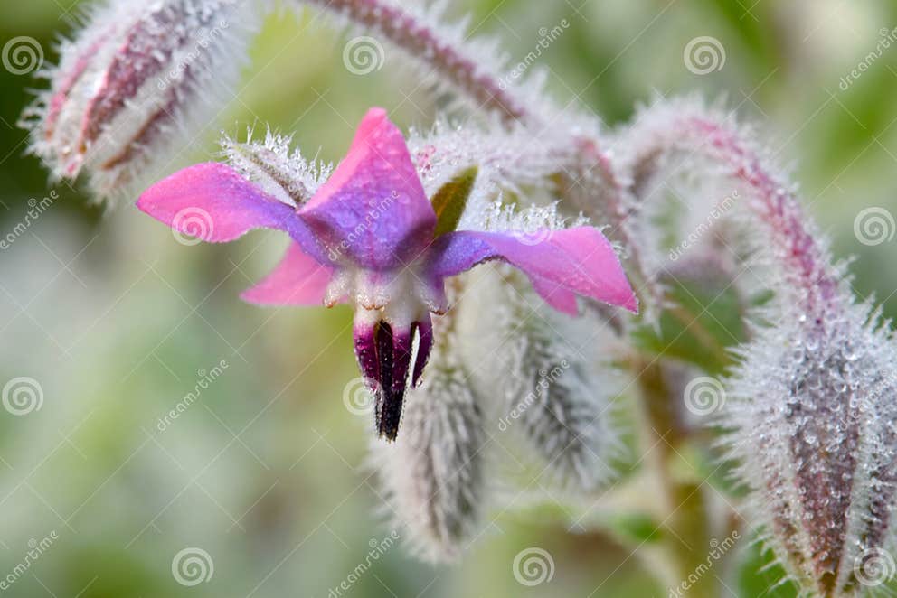 Borage Pink Tip Waterdrop 01 Stock Photo - Image of dews, starflower ...