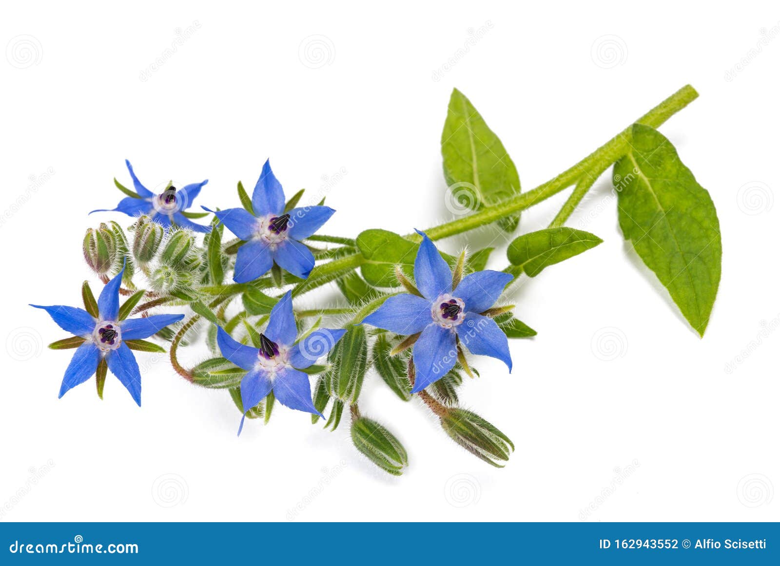 Borage Plant Borago Officinalis Stock Photo - Image of white, plant ...