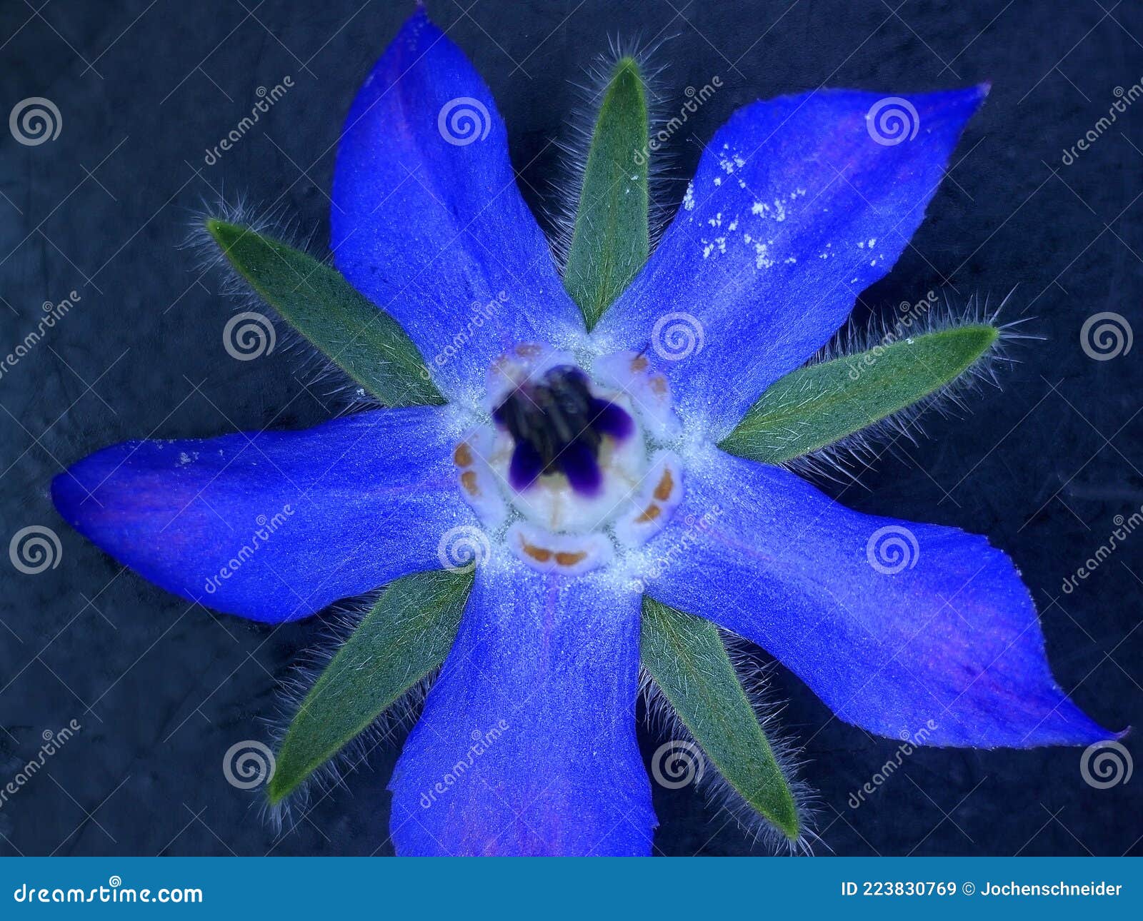 Borage, Spice and Medicine with Flower Stock Image - Image of macro ...