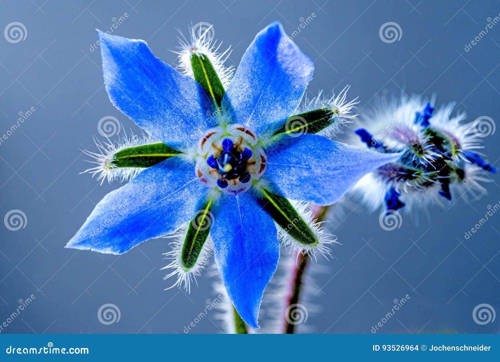Borage, spice and medicine stock photo. Image of borago - 93526964