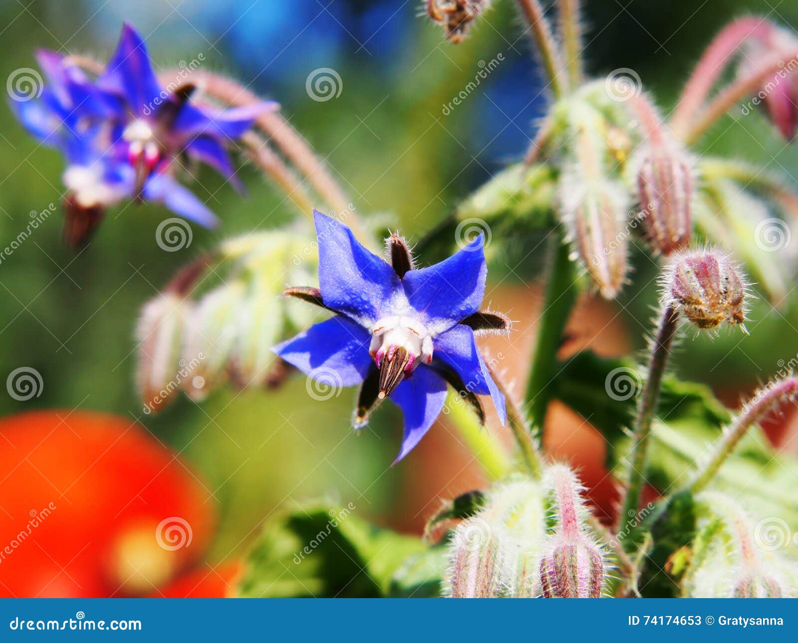 Borage, Starflower stock image. Image of colorful, close - 74174653