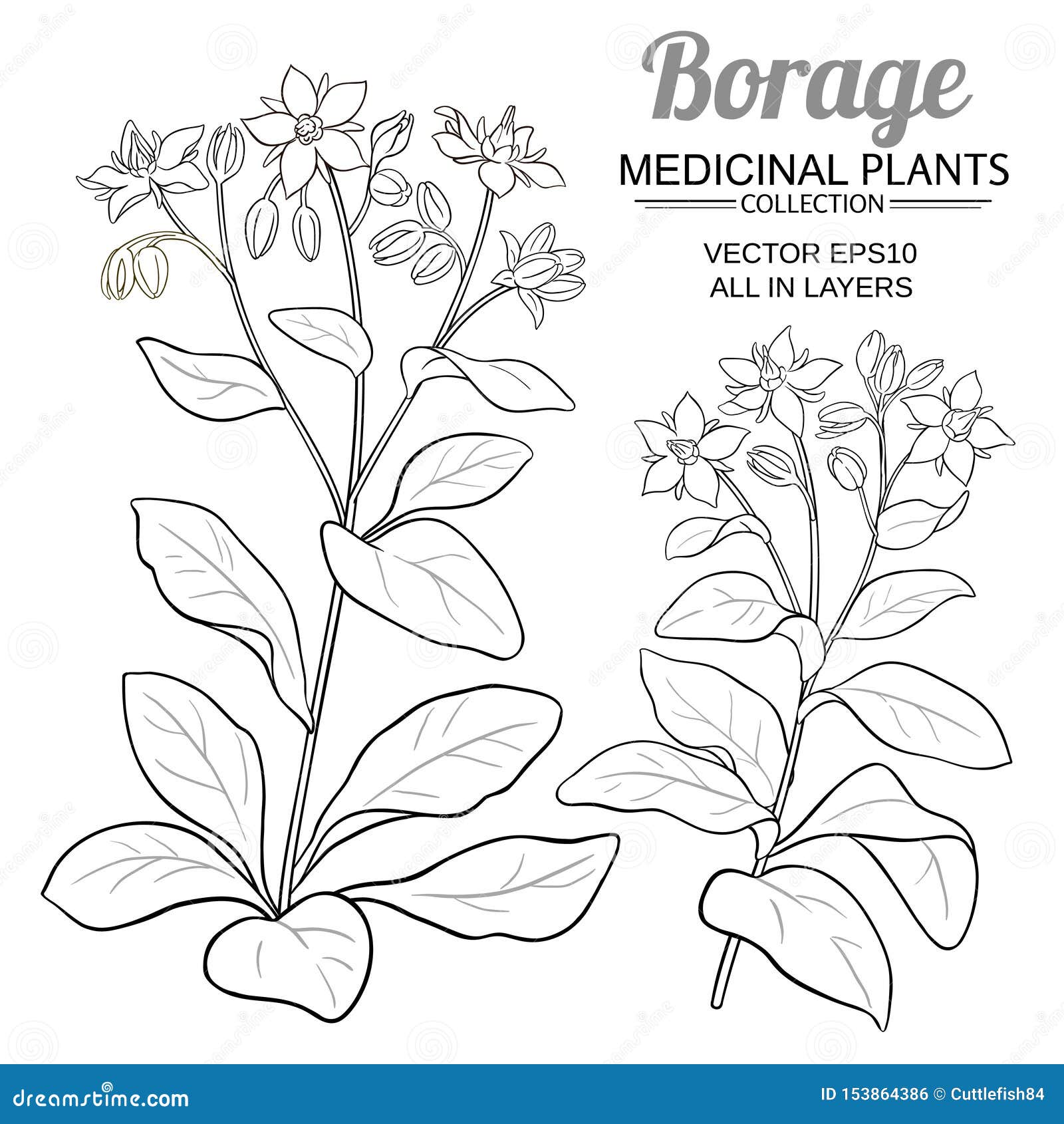 Blue Borage Flower Hand Drawn Illustration. Cute Meadow Wildflower ...