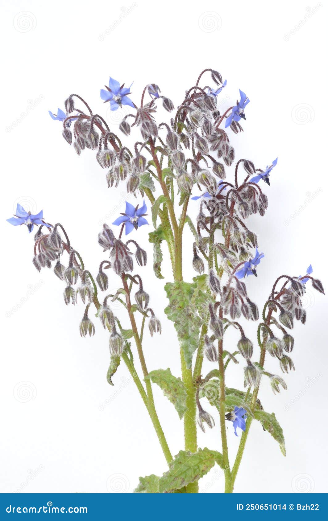 Borage on a White Background Stock Photo - Image of herb, white: 250651014
