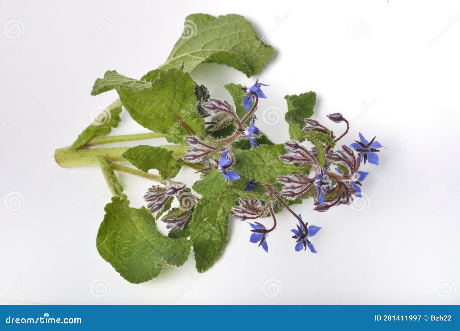Borage on a White Background Stock Image - Image of flowering ...