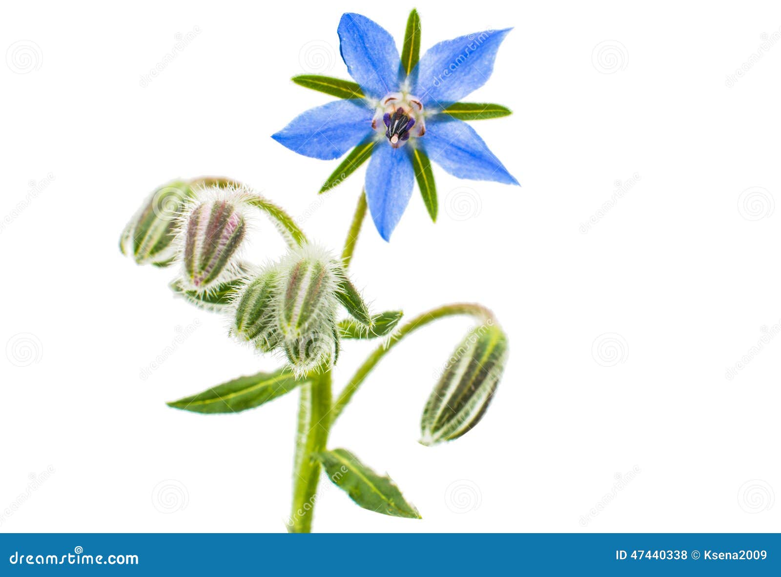 Borage stock photo. Image of officinalis, starflower - 47440338