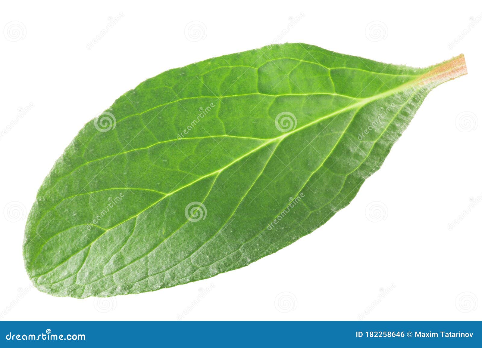 Borage young leaf, paths stock photo. Image of fresh - 182258646
