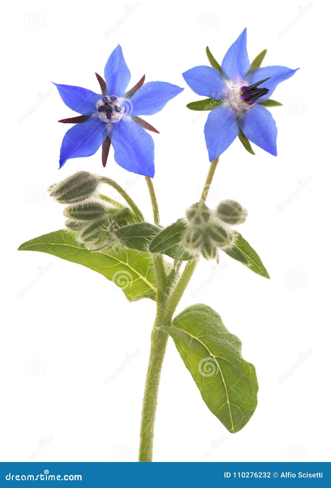 Borago Officinalis Della Borragine Fotografia Stock - Immagine di ...