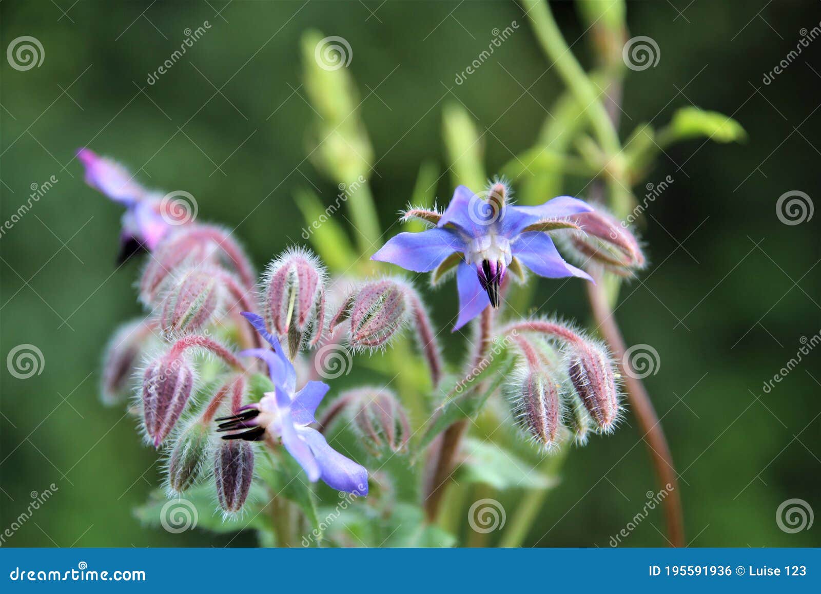Borango Officinalis - Blue Borage Flower and Buds Stock Photo - Image ...