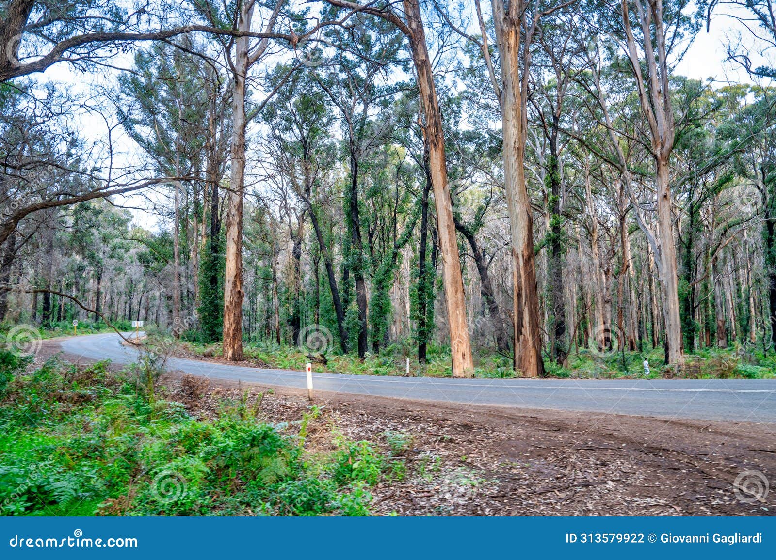 Boranup Forest Path In The Karri Trees Stock Image | CartoonDealer.com #67929493